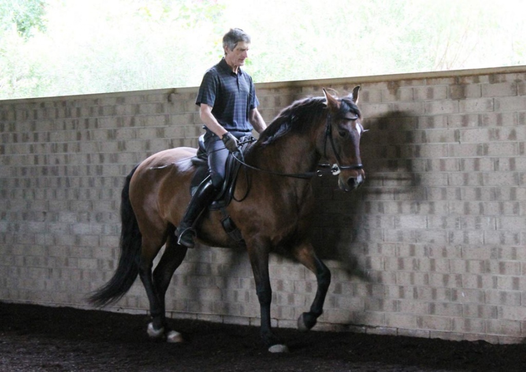 collected-trot-starting-to-happen – Horse Riding Adelaide Hills