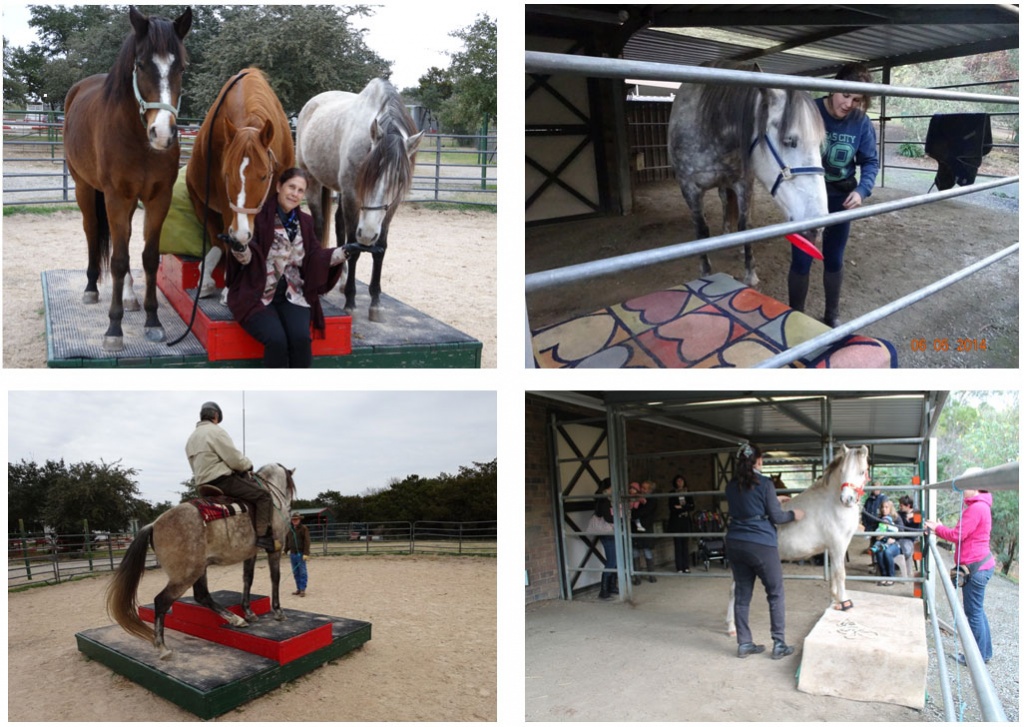 Trick Horse Training – Horse Riding Adelaide Hills